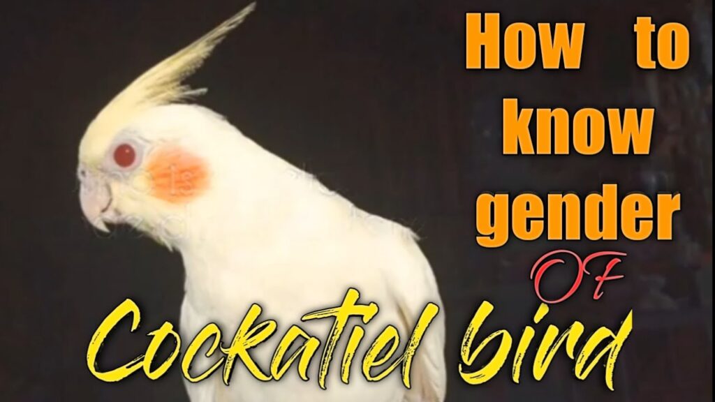 How to easily gender Cockatiel bird l watch this it will help you to ...
